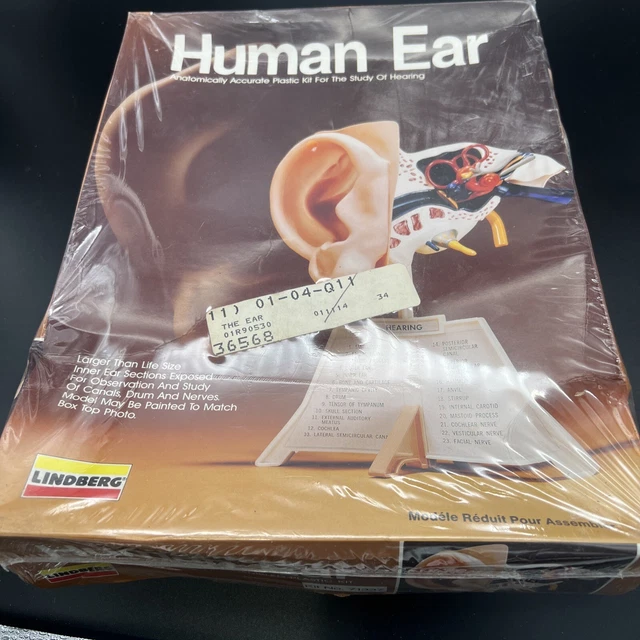VINTAGE LINDBERG HUMAN Ear Anatomically Accurate Model Kit £14.05 ...