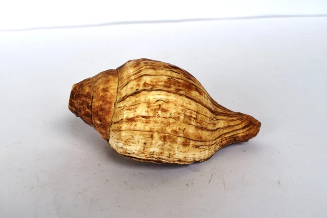 ANTIQUE HINDU TEMPLE Off White Crown Conch Sea Shell Trumpet Horagi ...
