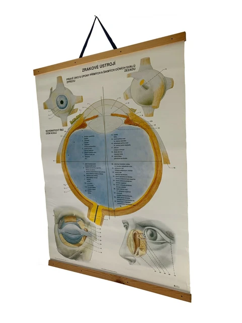 ORIGINAL VINTAGE EYE Anatomy Pull Down Chart, Eyeball Chart, Human Body ...