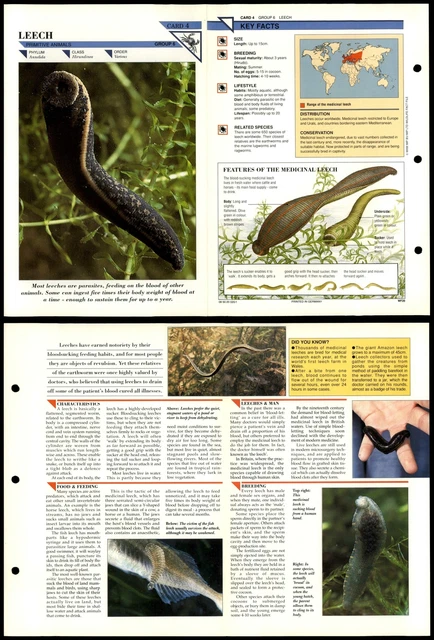 LEECH #4 PRIMITIVE Wildlife Fact File Fold-Out Card £1.99 - PicClick UK