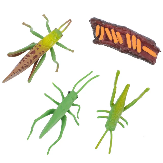 EARLY EDUCATION MODELS Cricket Life Cycle Figurines Insect Statue ...