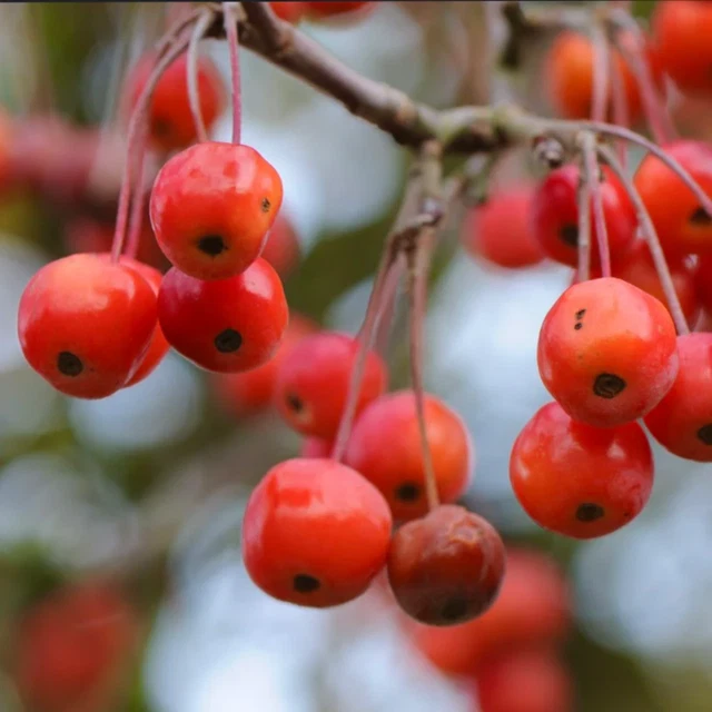 MALUS HUPEHENSIS 30-70CM - EUR 19,00 - PicClick DE