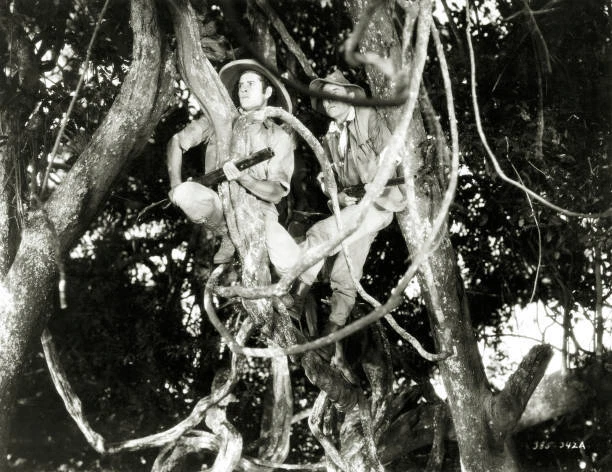 CAREY AND RENALDO among strangler vines taken in or after 1934 Dem ...