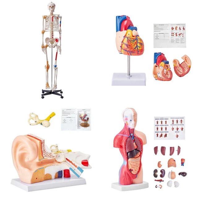 ANATOM HUMAN MODEL Heart/Body Teaching Model 1:1 Life Size 2/15/3/9 ...