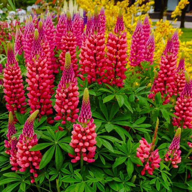 LUPINEN STAUDENLUPINE RUSSELL THE PAGES 35+ Samen mehrjährige Staude ...