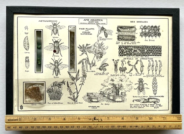 ANTIQUE HONEY BEE Life History Riker Chart with Specimens Dated 1824 £ ...