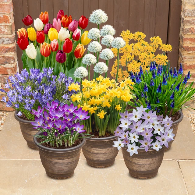 300 X SPRING Flowering Bulb Mixed Bulbs 7 Varieties Spring Plant Autumn ...
