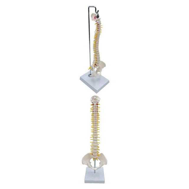 HUMAN SPINE MODEL Vertebral Column Life Size with Base 45cm for ...