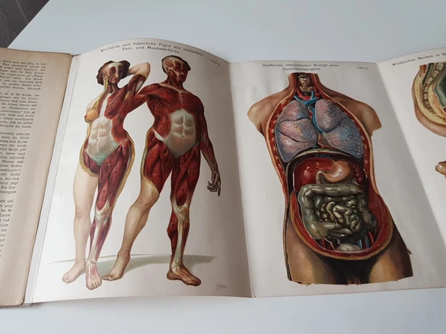 BUCH UM 1900, der menschliche Körper, Mann und Weib EUR 14,50 - PicClick DE