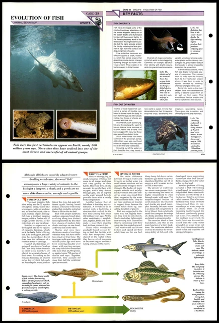 EVOLUTION OF FISH #28 Behaviour Wildlife Fact File Fold-Out Card $2.52 ...