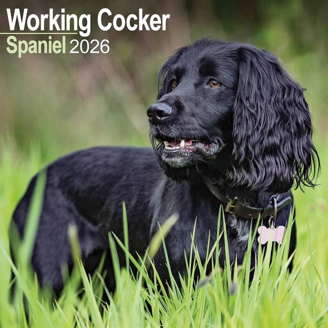 COCKER SPANIEL, WORKING Calendar 2026 - Dogs - Month To View £10.99 ...