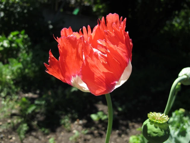 SCHLAFMOHN VICTORIA CROSS Papaver somniferum Mohn EUR 2,50 - PicClick DE
