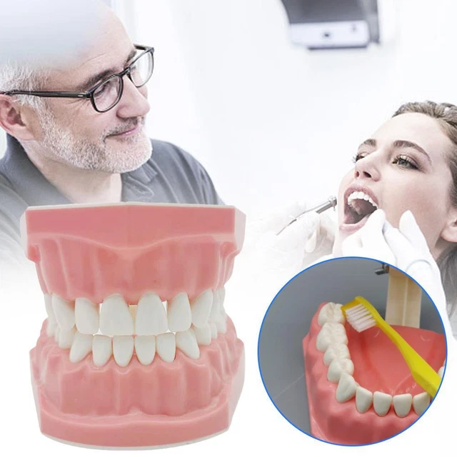 GIANT TOOTH TEETH brushing hygiene dental education model NS8 teaching ...