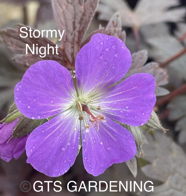 1 X GERANIUM maculatum ‘ Stormy Night In a 9cm Pot ! £5.99 - PicClick UK