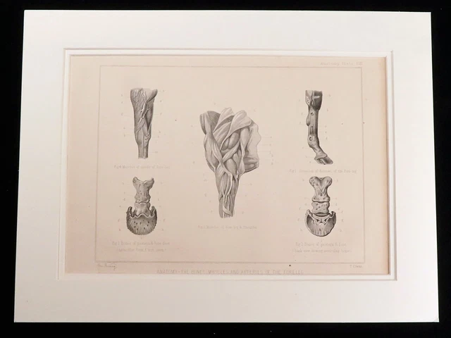 HORSE ANATOMY ANATOMICAL Diagram Muscles Equestrian Victorian Antique ... HORSE ANATOMY ANATOMICAL Diagram Muscles Equestrian Victorian Antique ...