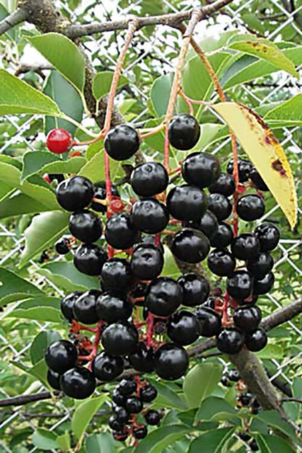 BLACK CHERRY, PRUNUS serotina, Tree Seeds (Edible, Hardy, Fast, Fall ...