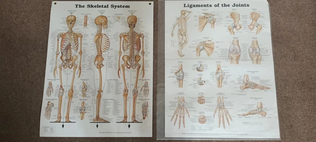 2 MEDICAL WALL Charts The Skeletal System And Ligamets Of The Joints £ ...