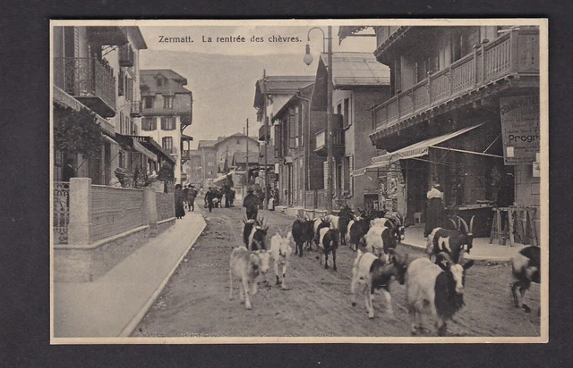 SWITZERLAND SWISS ZERMATT herding goats through streets c1900/10s? PPC ...