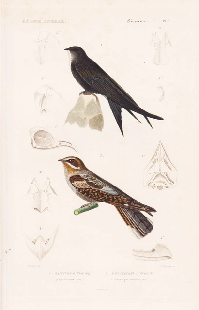 CAPRIMULGUS EUROPEUS SCHWALBEN birds Vögel engraving Stahlstich Cuvier ...