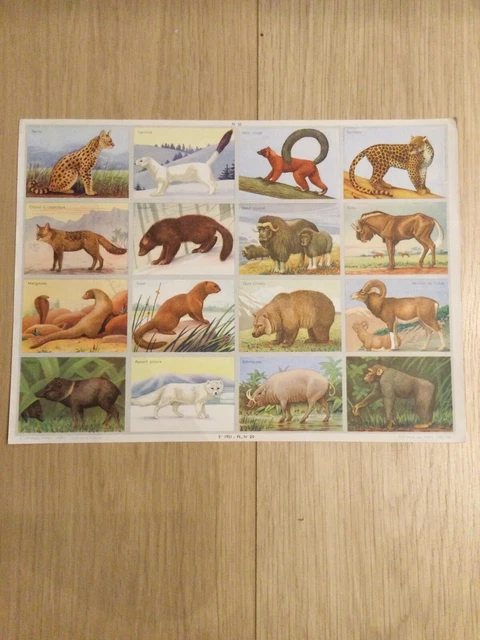 PLANCHE IMAGE SCOLAIRE Bon Point Les Animaux N 20 Éd Arnaud Ancienne ...