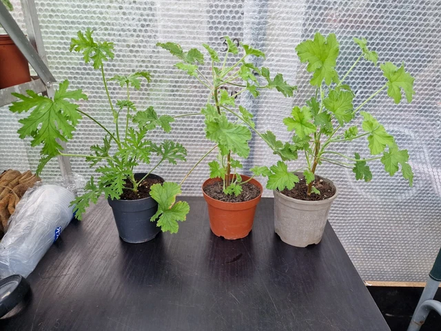 PELARGONIUM, LEMON SCENTED Geranium, Medicinal, set of 3 Potted plants ...