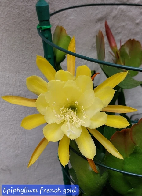 EPIPHYLLUM FRENCH GOLD - Junge Pflanze EUR 25,00 - PicClick DE