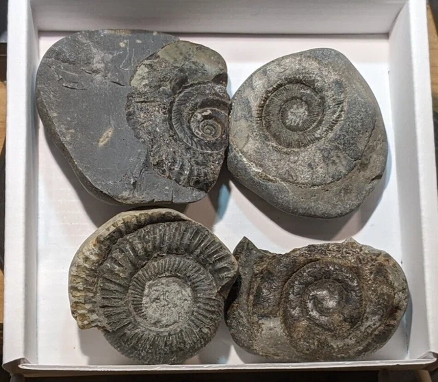 WHITBY AMMONITES FOSSILS Box Set. Four Pieces. As Shown. Super Value. £ ...