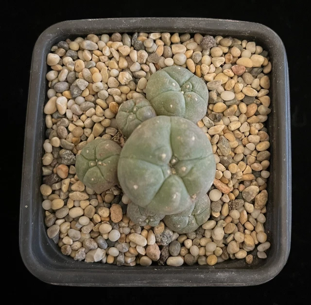 ARIOCARPUS CAESPITOSE LA Perdida RARE CHOICE cactus GOOD SIZE Matucana ...