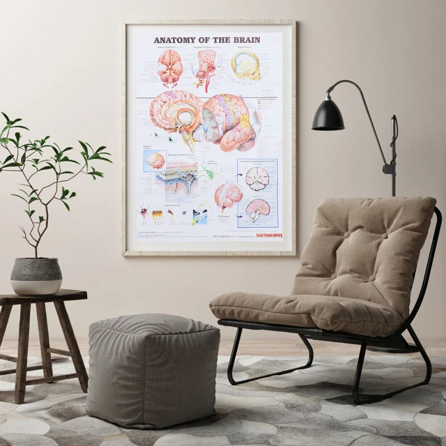 ANATOMY CHART BRAIN Diagram Poster Posters Nervous System Human Office ...