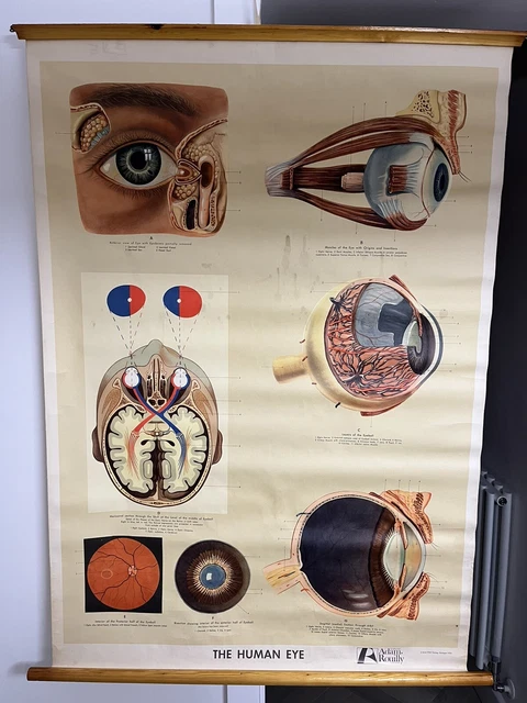 ANTIQUE VINTAGE ADAM Rouilly Wall Chart Poster Medical The Human Eye £ ...