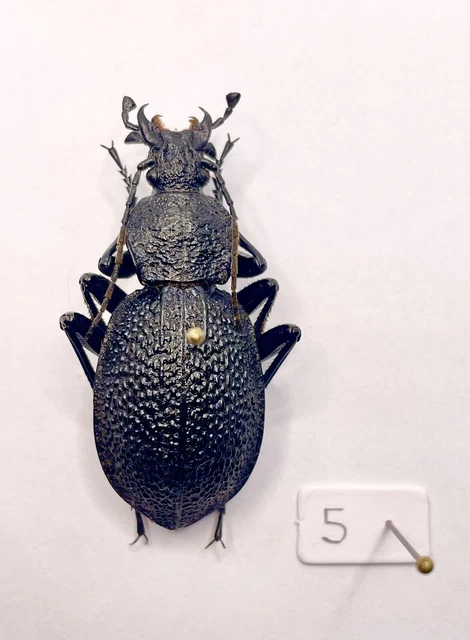 ENTOMOLOGY TAXIDERMY : Procerus Scabrosus Ssp Tauricus Crimeanus 42mm ...