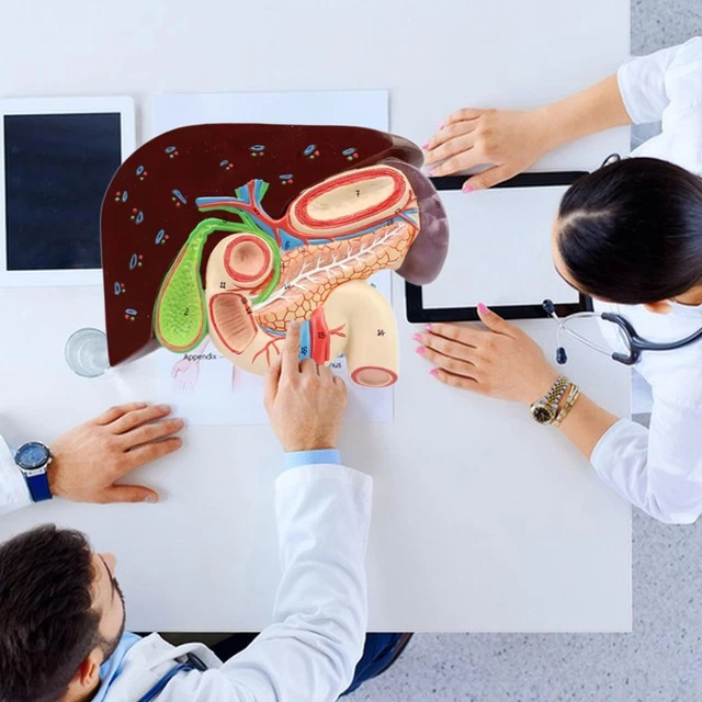 HUMAN STOMACH ANATOMY Model Educational Model for Classroom Study ...