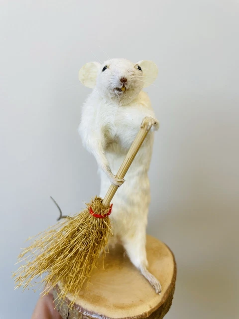 TAXIDERMY MOUSE HOLDING a sweeping brush 🧹 £28.00 - PicClick UK