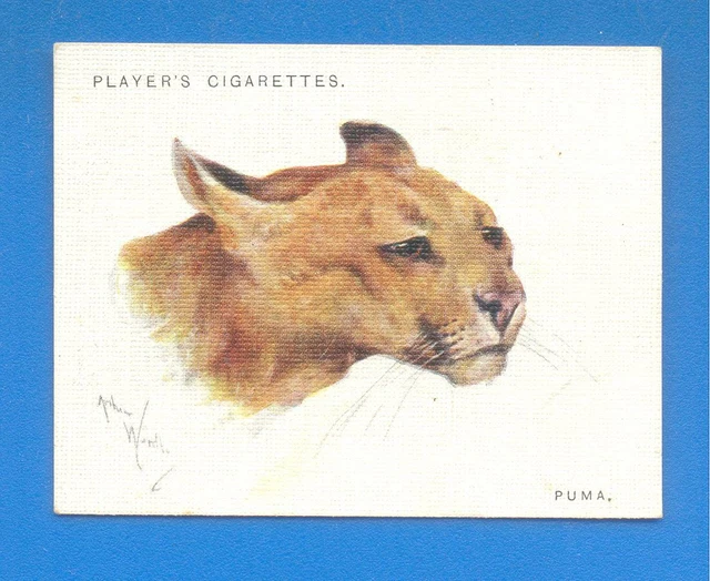 WILD ANIMALS NO.22.THE PUMA.LARGE PLAYERS CIGARETTE CARD ISSUED 1932.6 ...