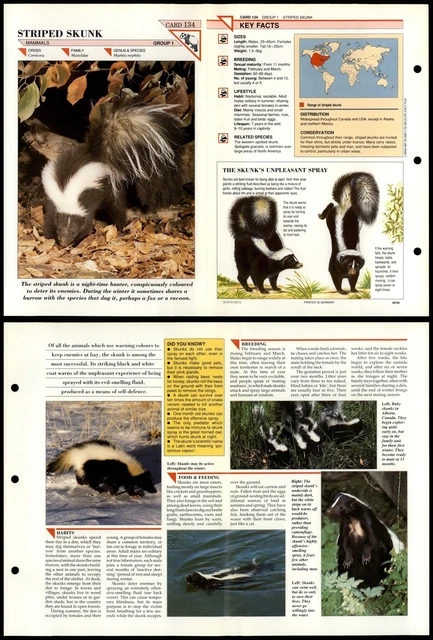 STRIPED SKUNK #134 Mammals Wildlife Fact File Fold-Out Card £1.99 ...