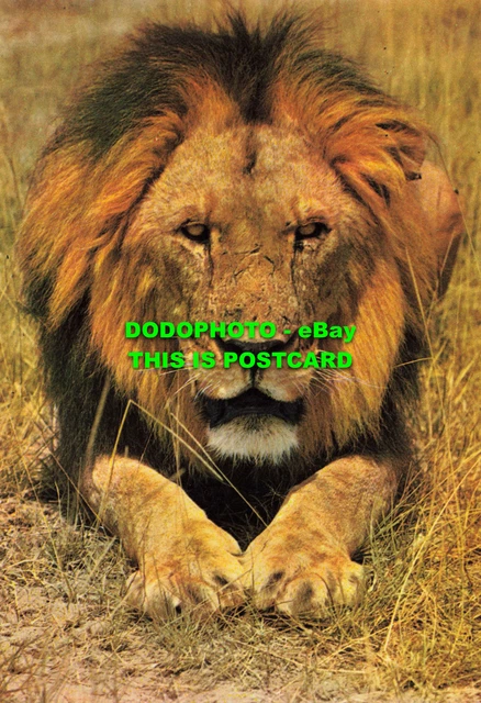 L192531 EAST AFRICAN Wild Life. Lion. Sapra Studio £5.75 - PicClick UK