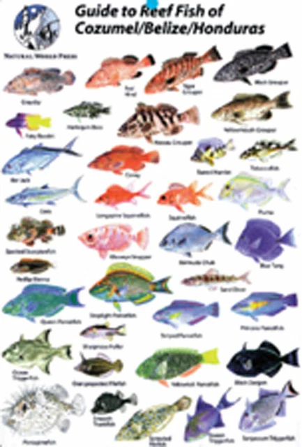 GUIDE TO REEF Fish Cozumel, Belize, Honduras ID Card Travel 6x9 NEW ...