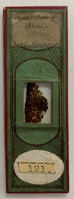 ANTIQUE MICROSCOPE SLIDE of Fossil Fish Bones in Coal £19.77 - PicClick UK