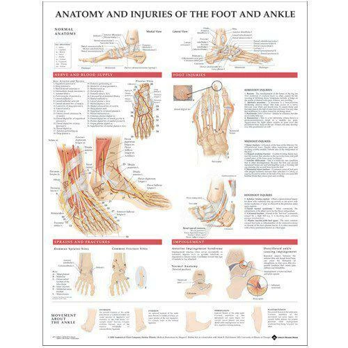 ANATOMY ET BLESSURES De le Pied Cheville Anatomique Tableau Par Chart ...