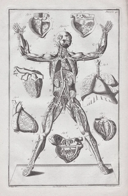 ANATOMIA UMANA ANATOMIA umana organi organi medicina incisione su rame ...