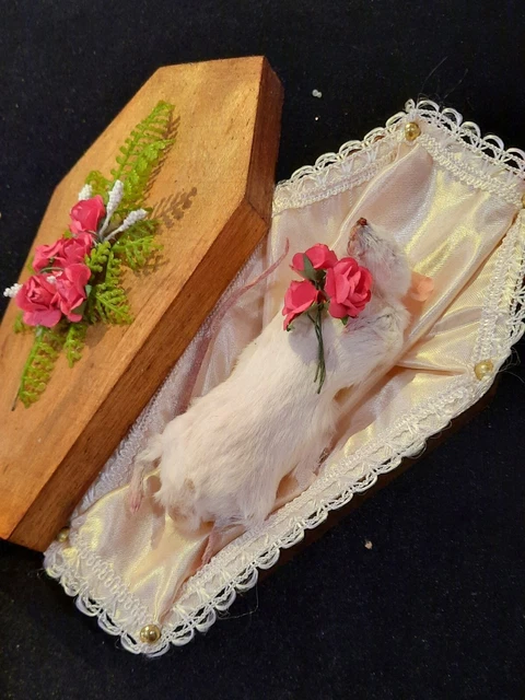 TAXIDERMY MOUSE IN wood Coffin with flowers Real Stuffed Mouse animal ...