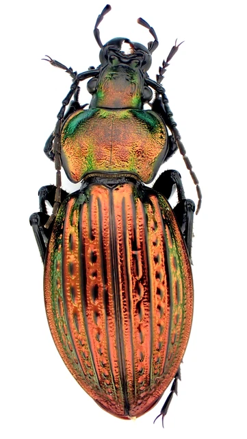 197 - CARABUS - Eucarabus ullrichi glaucus f31 - Romania Banat EUR 5,00 ...