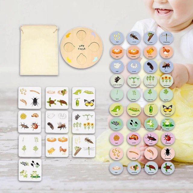 LIFE CYCLE TRAY Flash Cards Montessori Life Cycle Tray for Children ...