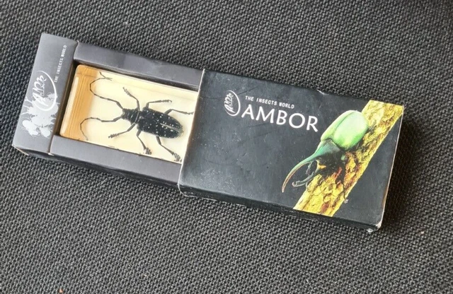 AMBOR THE INSECTS World ST3256 Spotted Longhorn Beetle £9.95 - PicClick UK