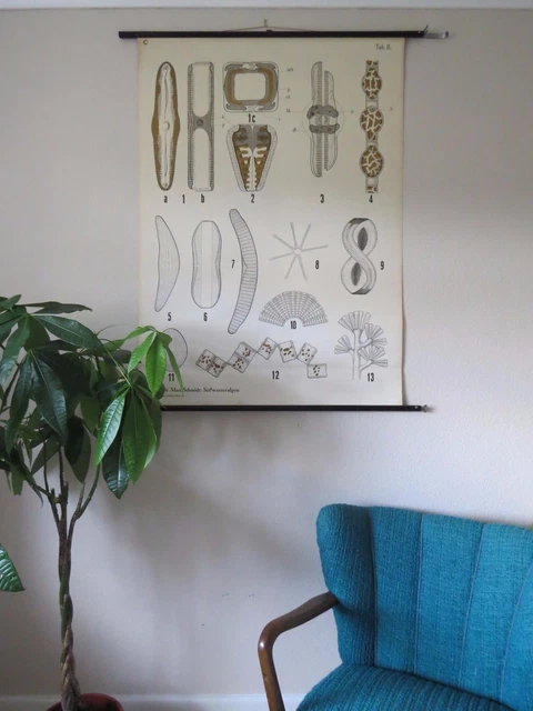 VINTAGE PULL ROLL Down School Wall Chart Poster Water Algae Ii ...