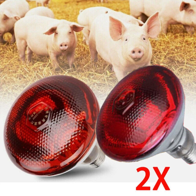 250W2PCS INFRARED POULTRY Heat Incubator Bulb Lamp for Brooder Chick ...