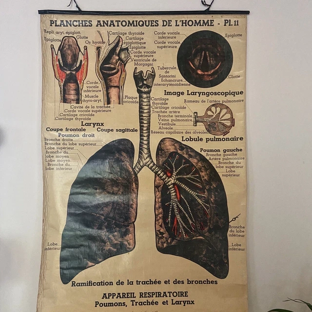 PLANCHE ANATOMIQUE . Appareil Respiratoire. Librairie Maloine. Médecine ...