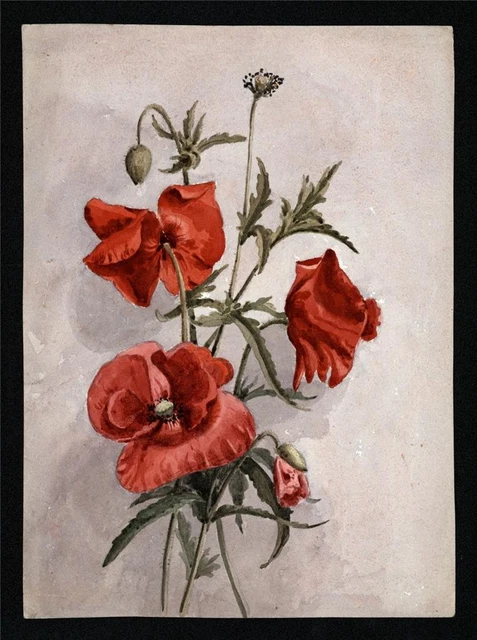 POPPY POPPYLAND FLORAL Still Life - Flowers Study - Watercolour ...