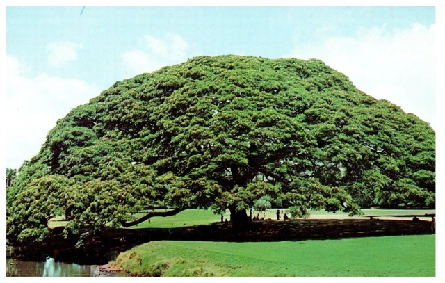 MONKEY POD TREE one of the most symmetrical trees in the world Hawaii ...