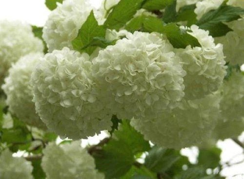 VIBURNUM OPULUS ROSEUM " The Snowball Tree " Huge White Flowers P9 £2. ...